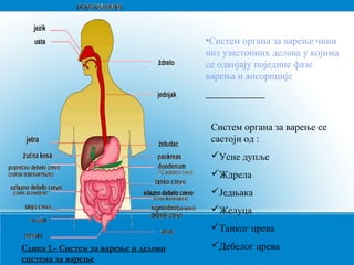 Digestivni trakt | PPT