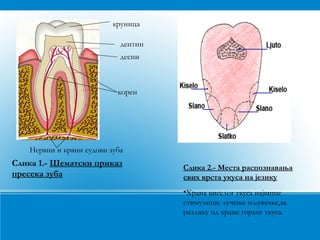 Digestivni trakt | PPT