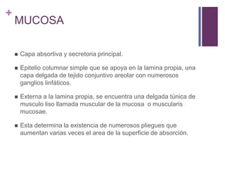 fisiologia a. digestivo parte 1 MoonseMJ | PPTX