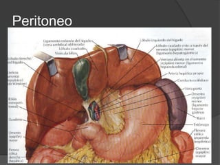 Abdomen, músculos , peritoneo, esófago y estómago | PPTX