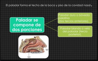 anatomia sistema digestivo | PPTX