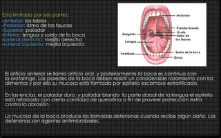 anatomia sistema digestivo | PPTX