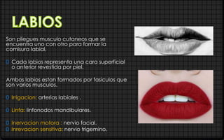 anatomia sistema digestivo | PPTX