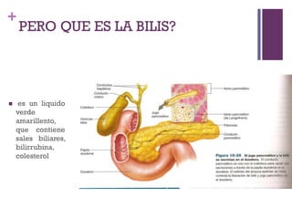 fisiologia a. digestivo parte 2 (higado, vesicula biliar, pacreas ...