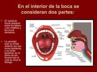 Digestivo boca | PPT