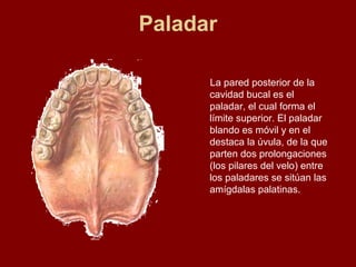 Digestivo boca | PPT