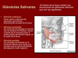 Digestivo boca | PPT