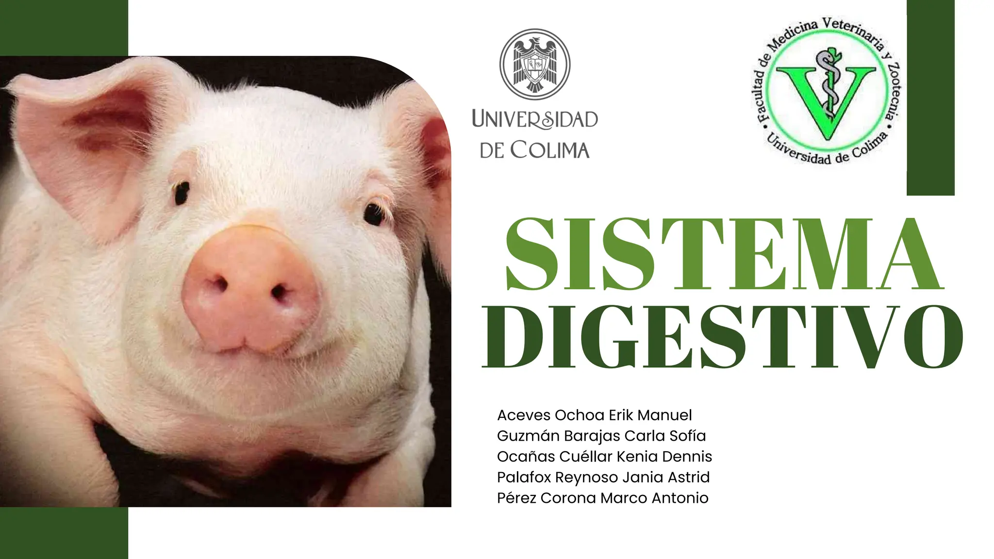 Sistema Digestivo Cerdos cada estructura y función .pdf