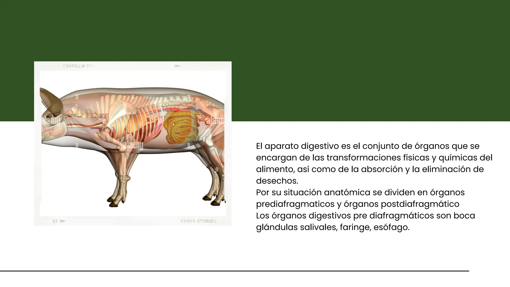 Sistema Digestivo Cerdos cada estructura y función .pdf