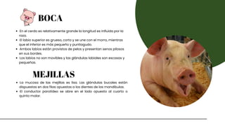 Sistema Digestivo Cerdos cada estructura y función .pdf
