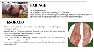 Sistema Digestivo Cerdos cada estructura y función .pdf