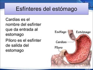Sistema Digestivo | PPTX