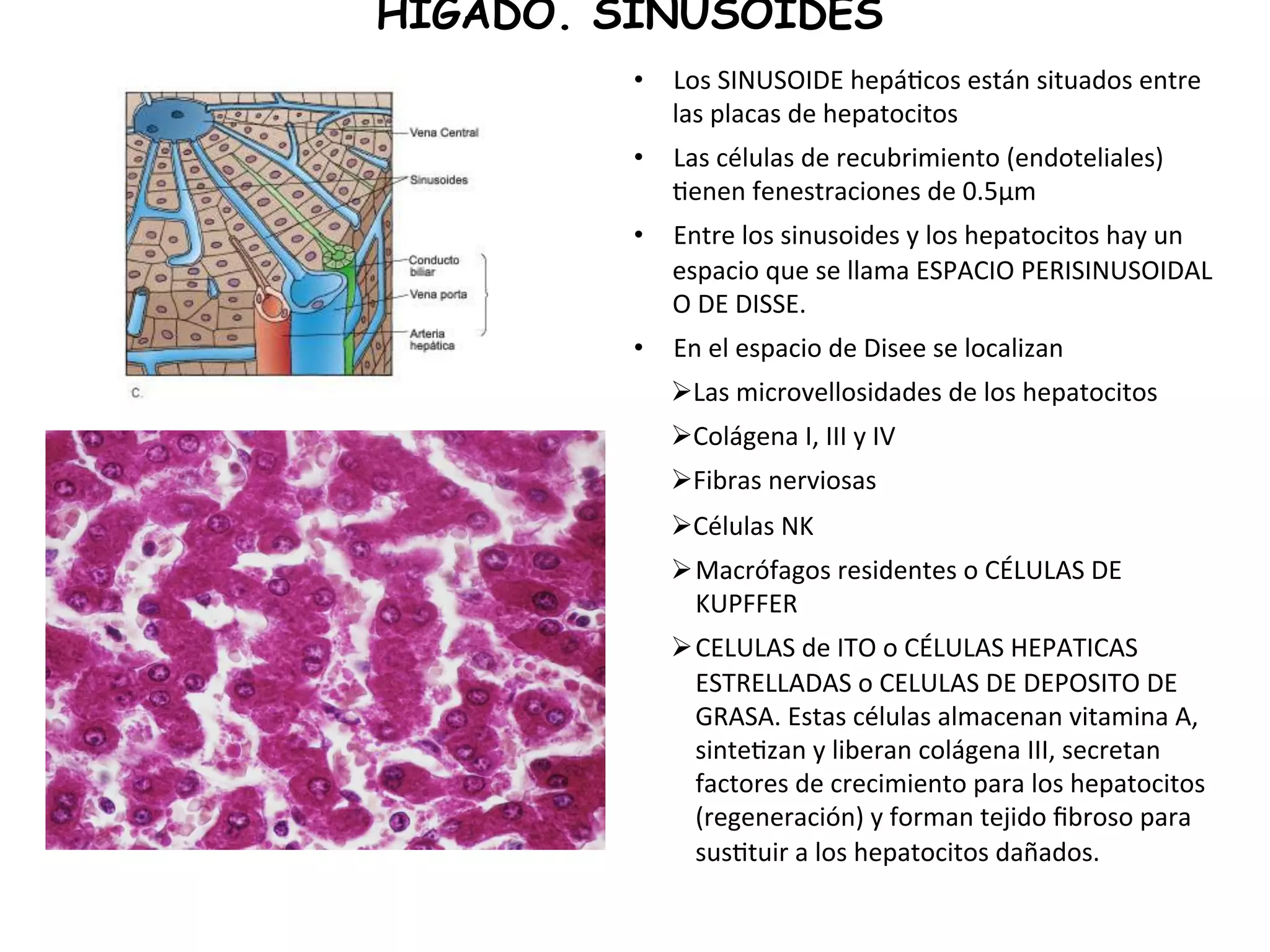 Digestivo Páncreas e Hígado.PDF