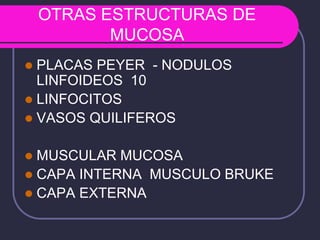 PRESENTACION COMPLETA DEL SISTEMA DIGESTIVO | PPT