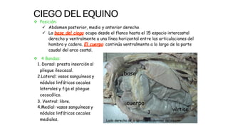 sistema digestivo animal del vacuno 3 compartimientos y 1 estomago | PDF