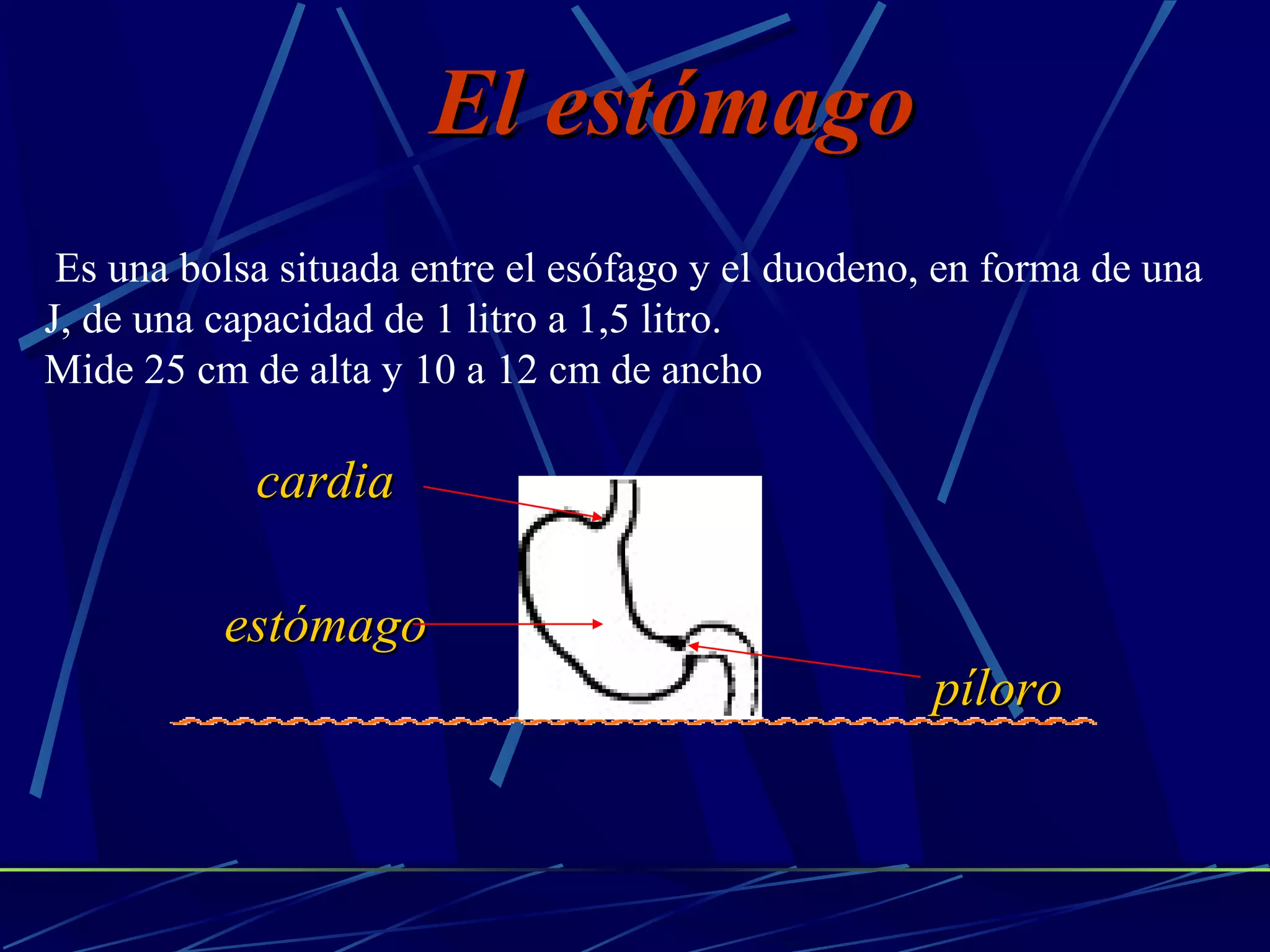 Digestivo y excretor | PPT
