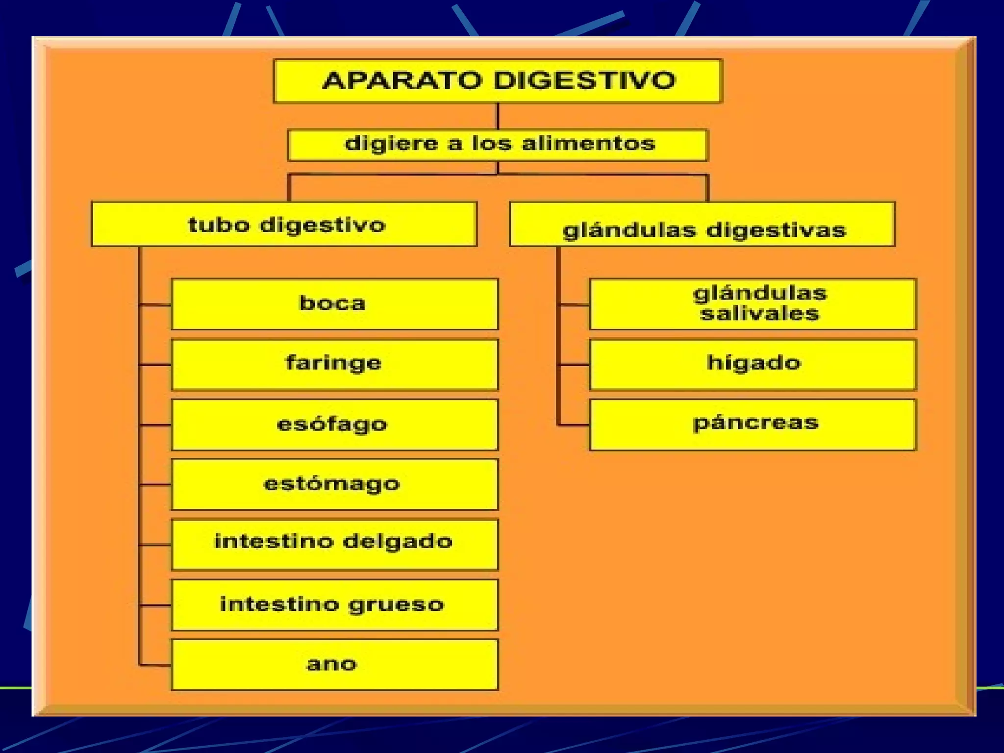 Digestivo y excretor | PPT