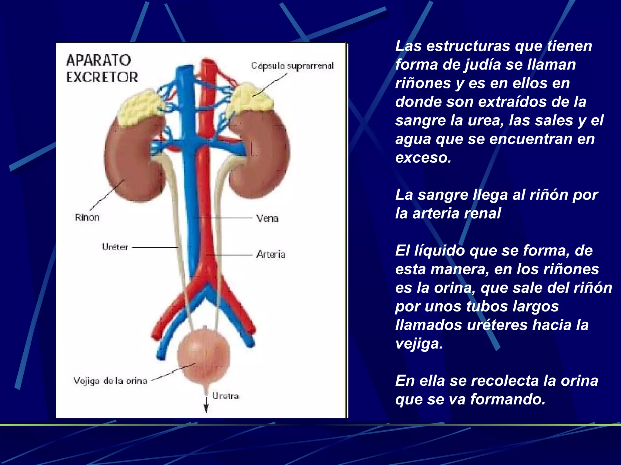 Digestivo y excretor | PPT