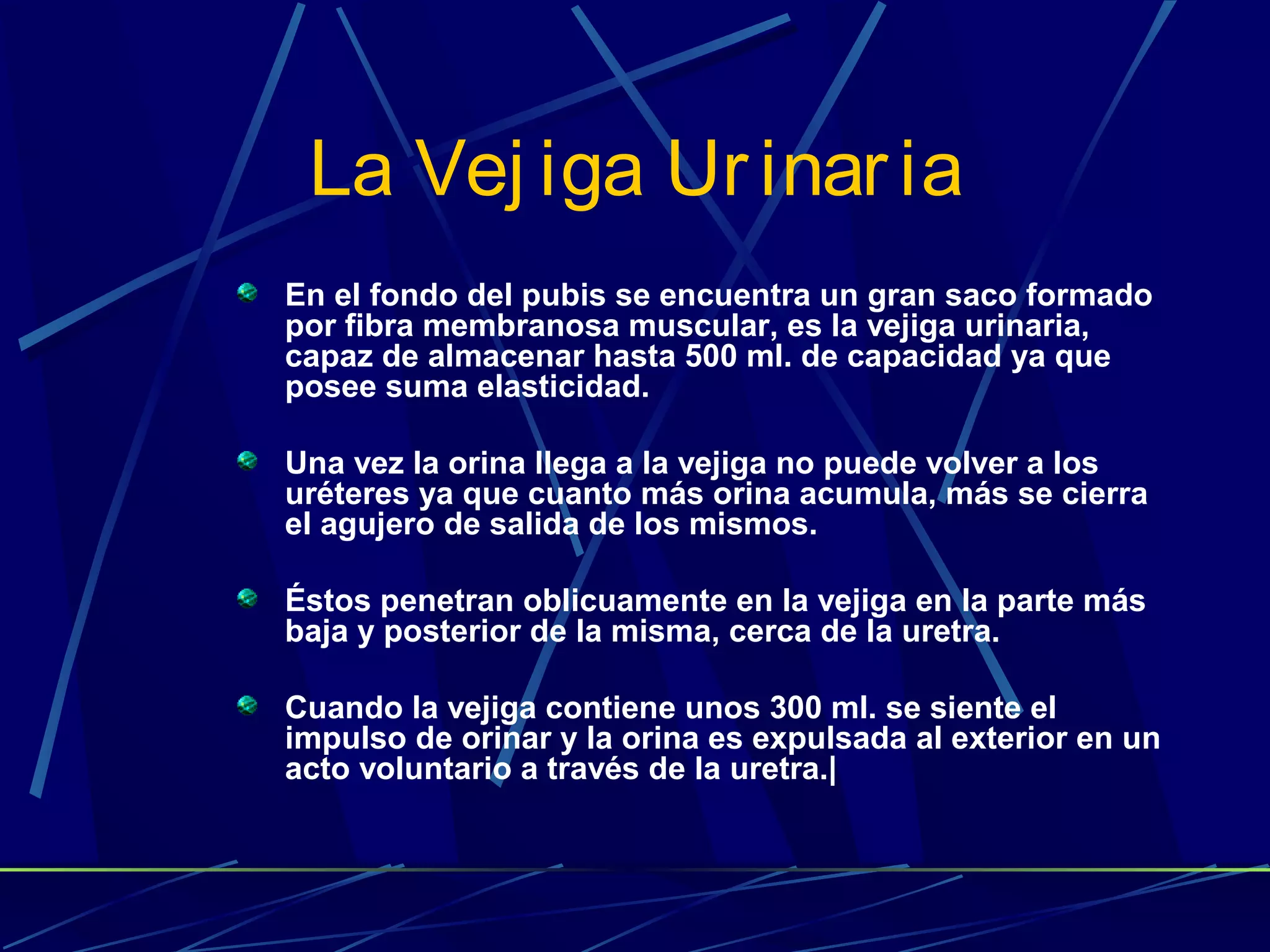 Digestivo y excretor | PPT