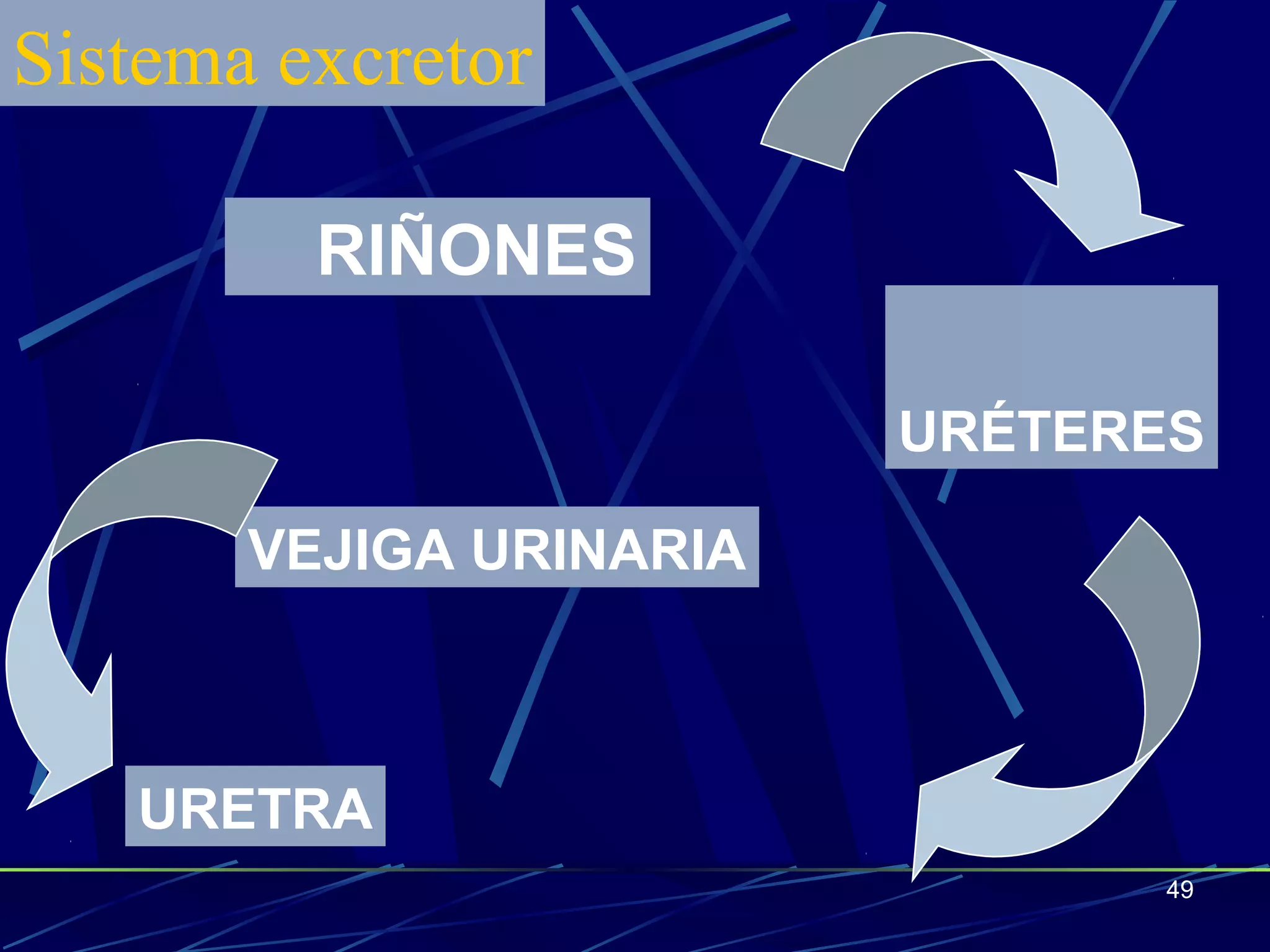 Digestivo y excretor | PPT