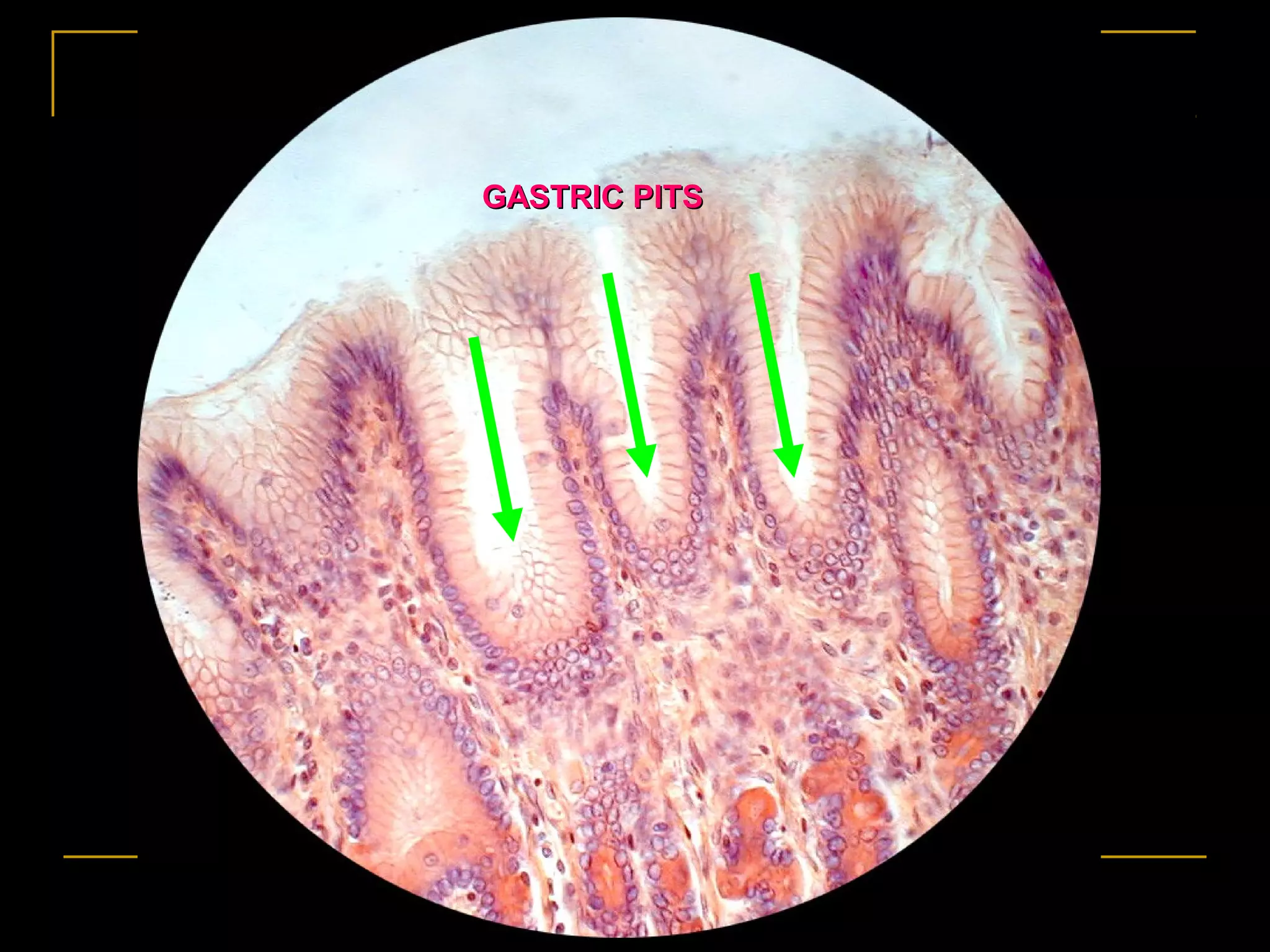 Digestiv tube.english histology | PPT
