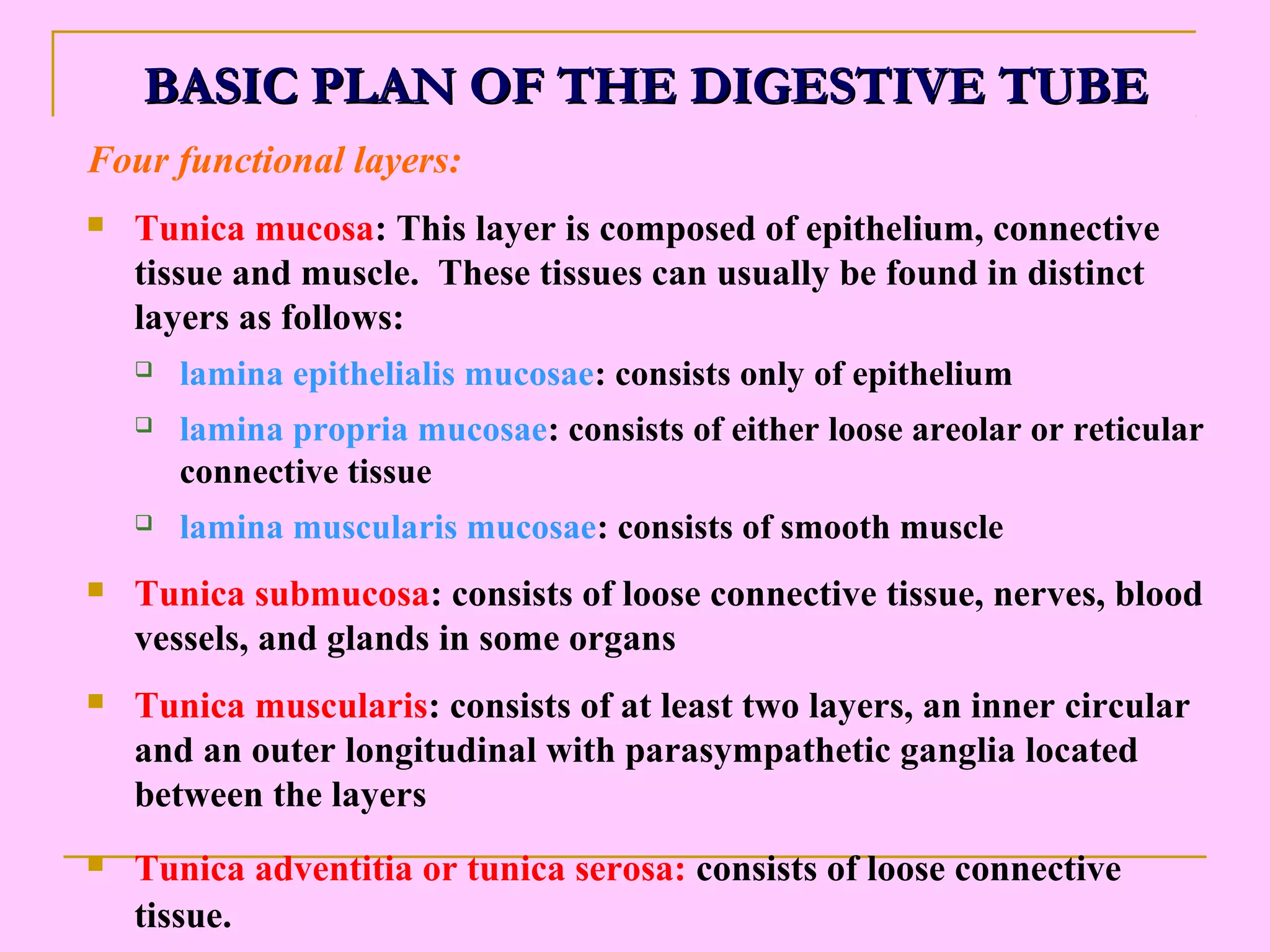 Digestiv tube.english histology | PPT