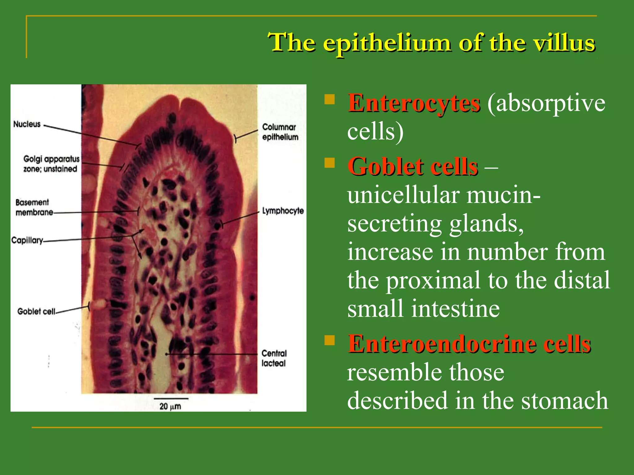 Digestiv tube.english histology | PPT