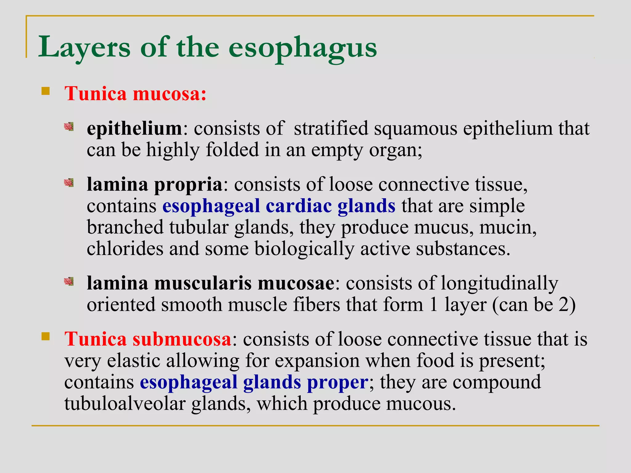 Digestiv tube.english histology | PPT