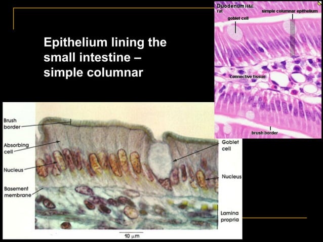 Digestiv tube.english histology | PPT