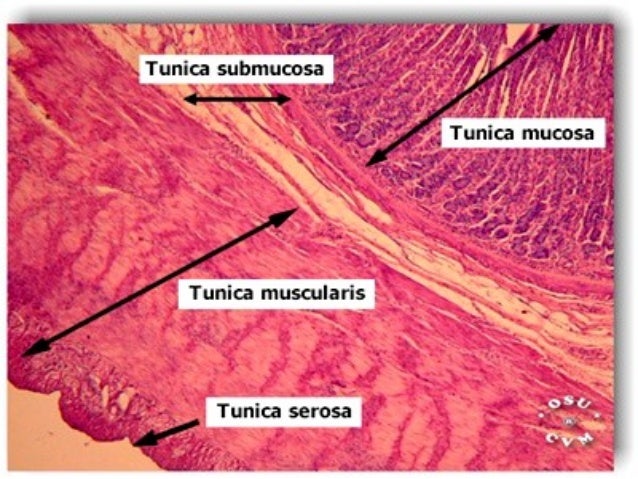 Digestiv tube.english histology