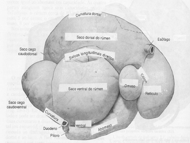 Digestorio ii