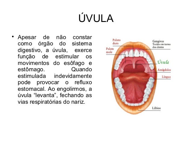 Uvula Kenhub Palatine Definition Anatomy
