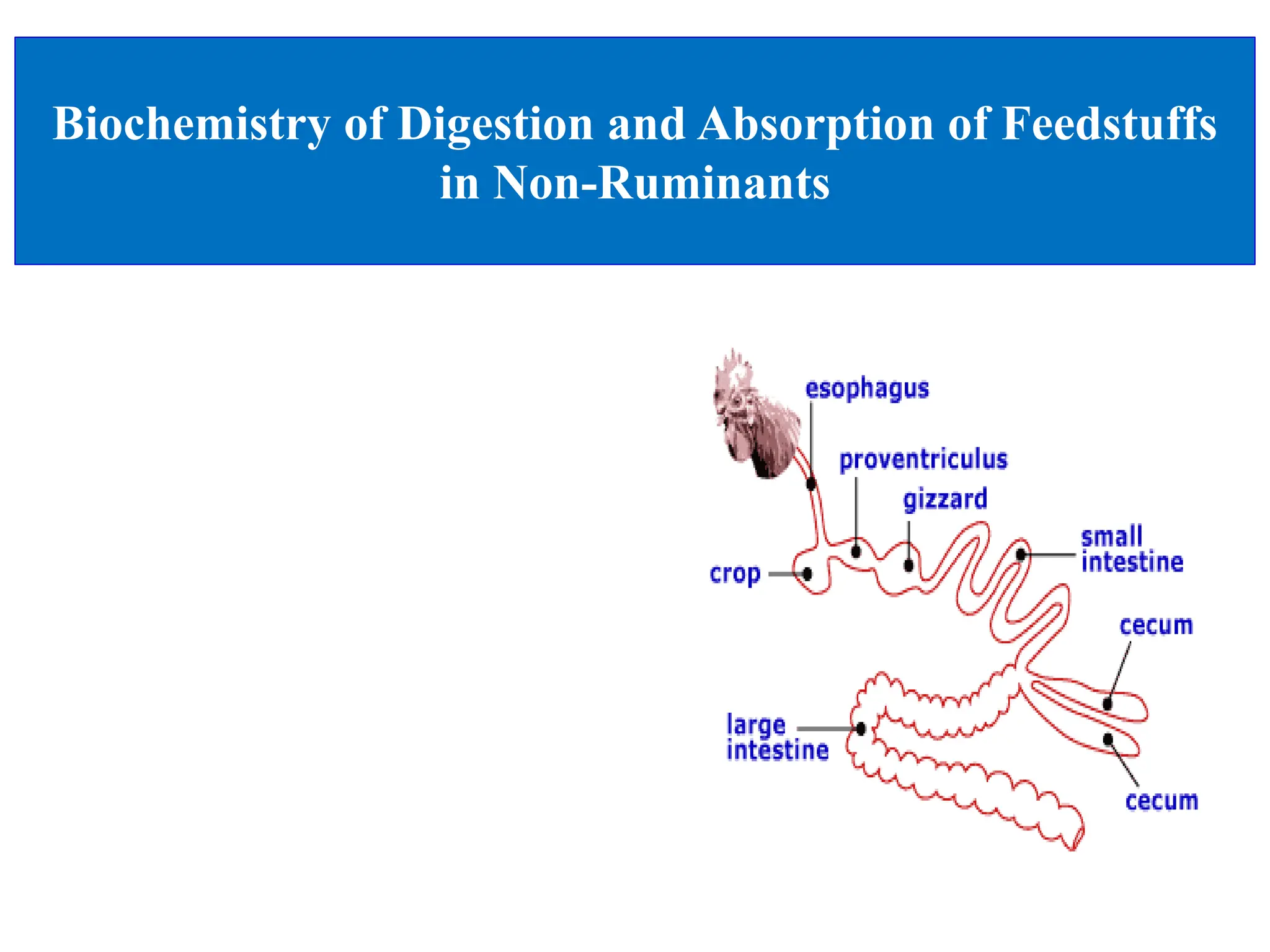 Digestive System of Non-Ruminant animals.pptx