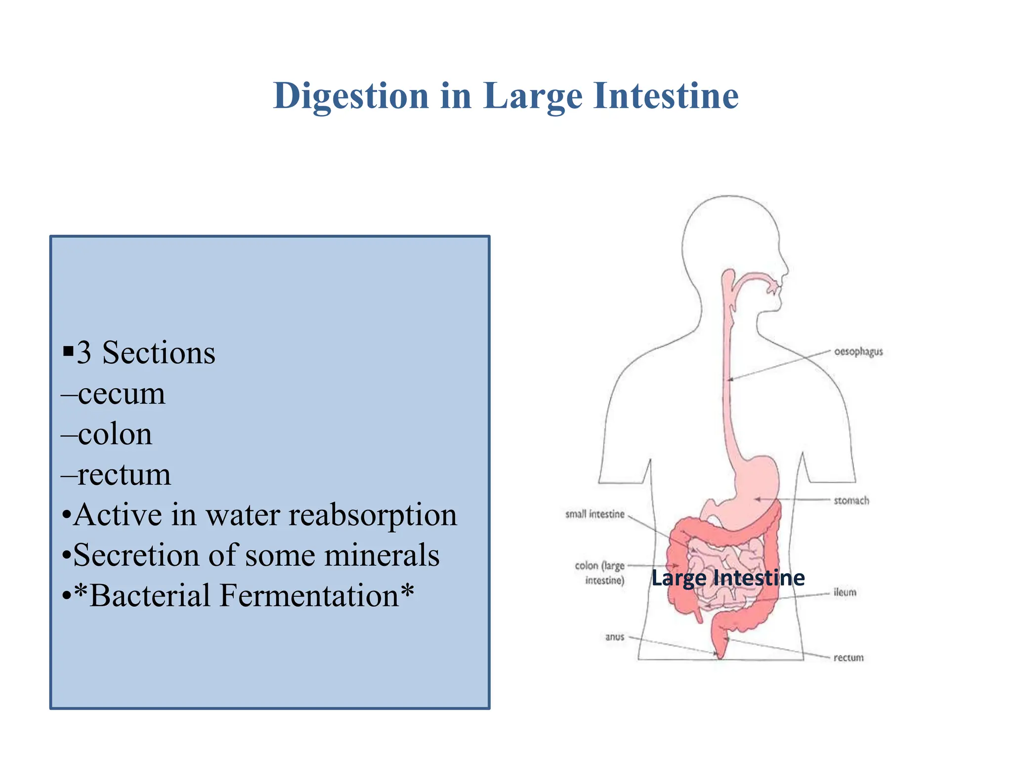 Digestive System of Non-Ruminant animals.pptx