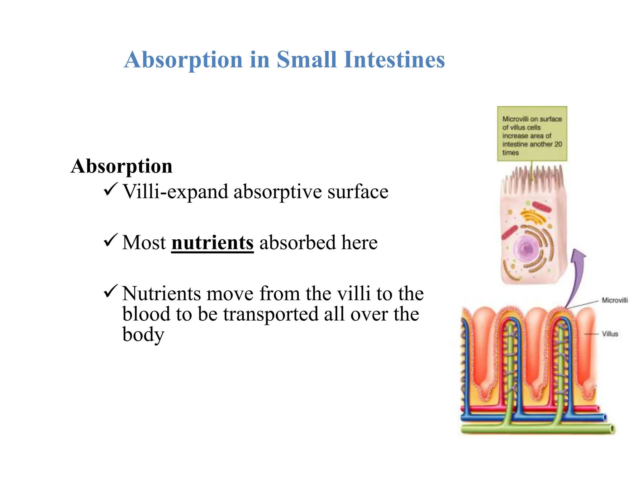 Digestive System of Non-Ruminant animals.pptx
