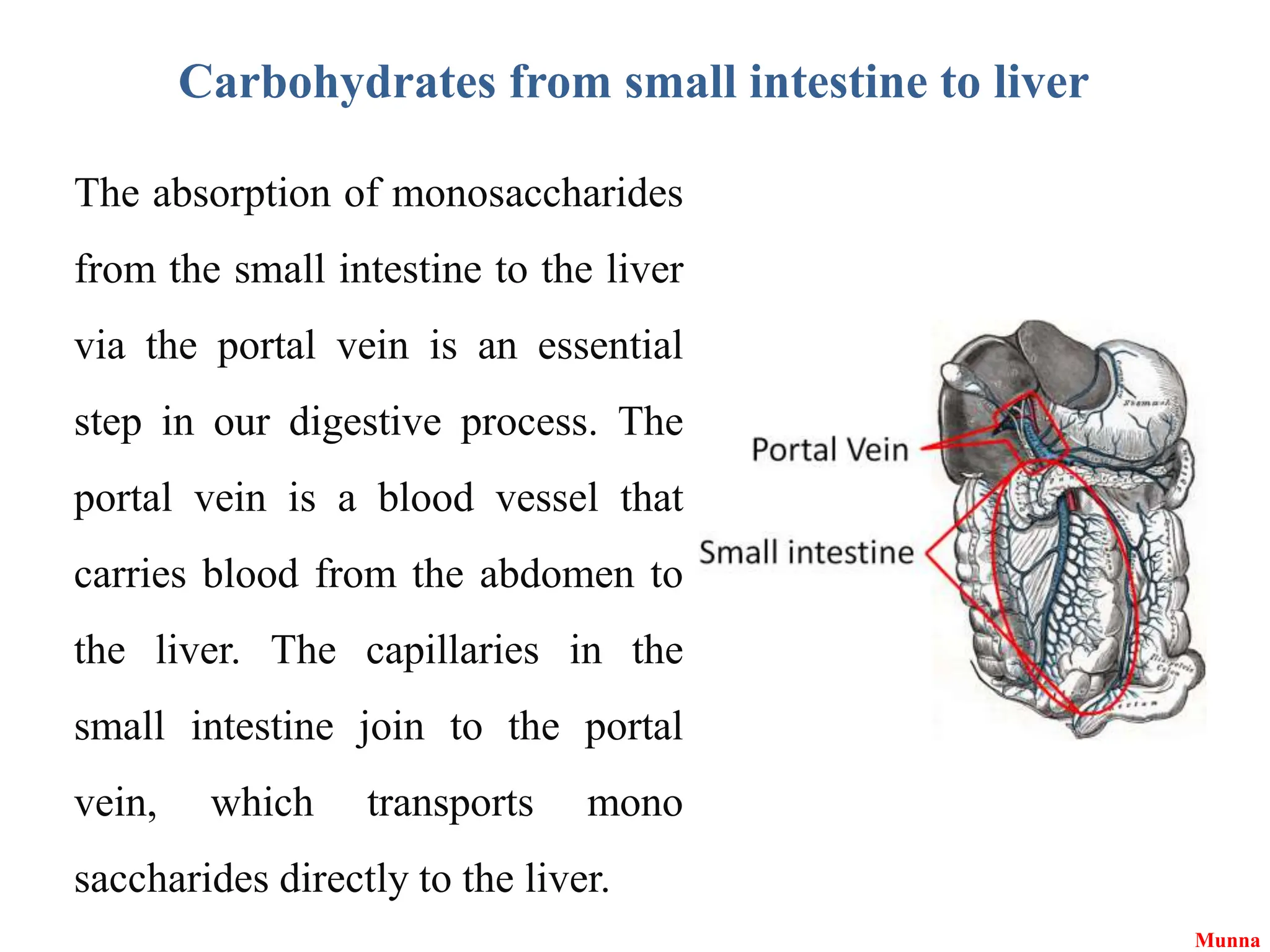 Digestive System of Non-Ruminant animals.pptx