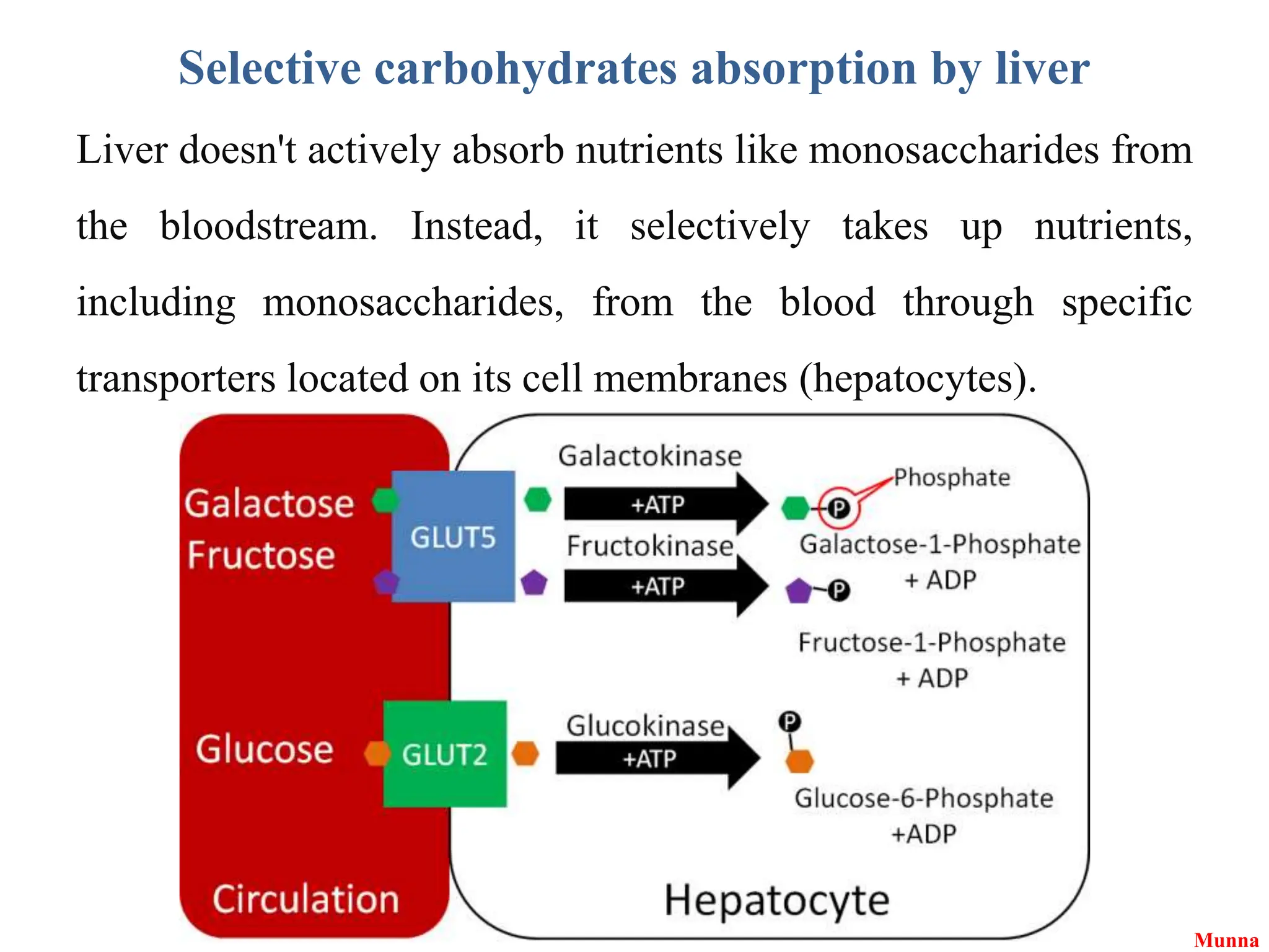 Digestive System of Non-Ruminant animals.pptx