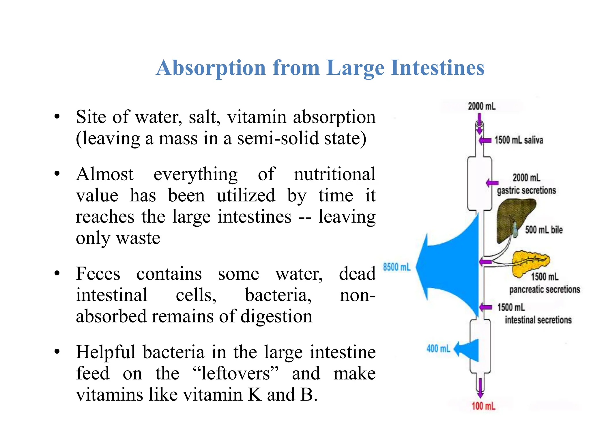 Digestive System of Non-Ruminant animals.pptx