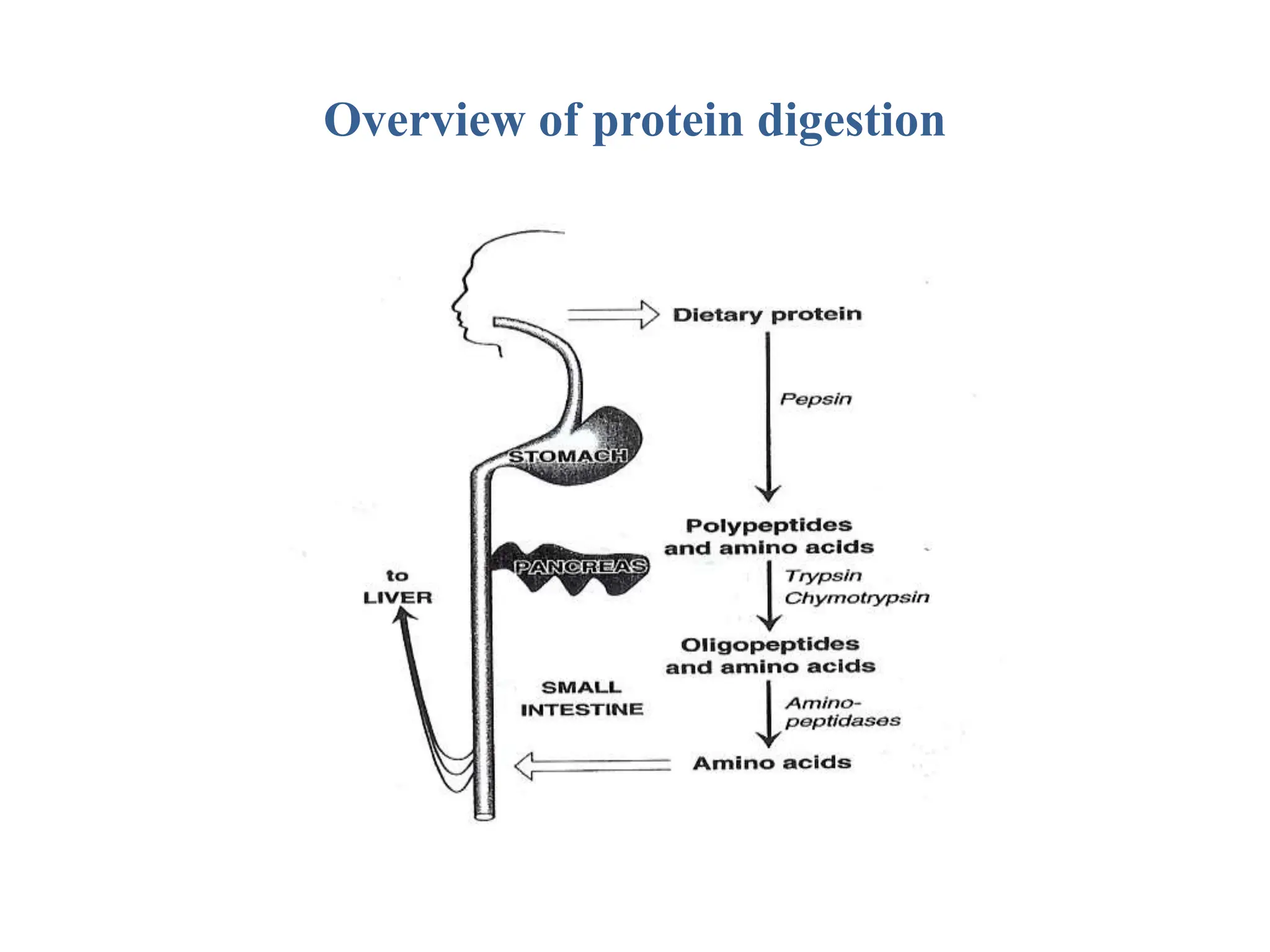 Digestive System of Non-Ruminant animals.pptx
