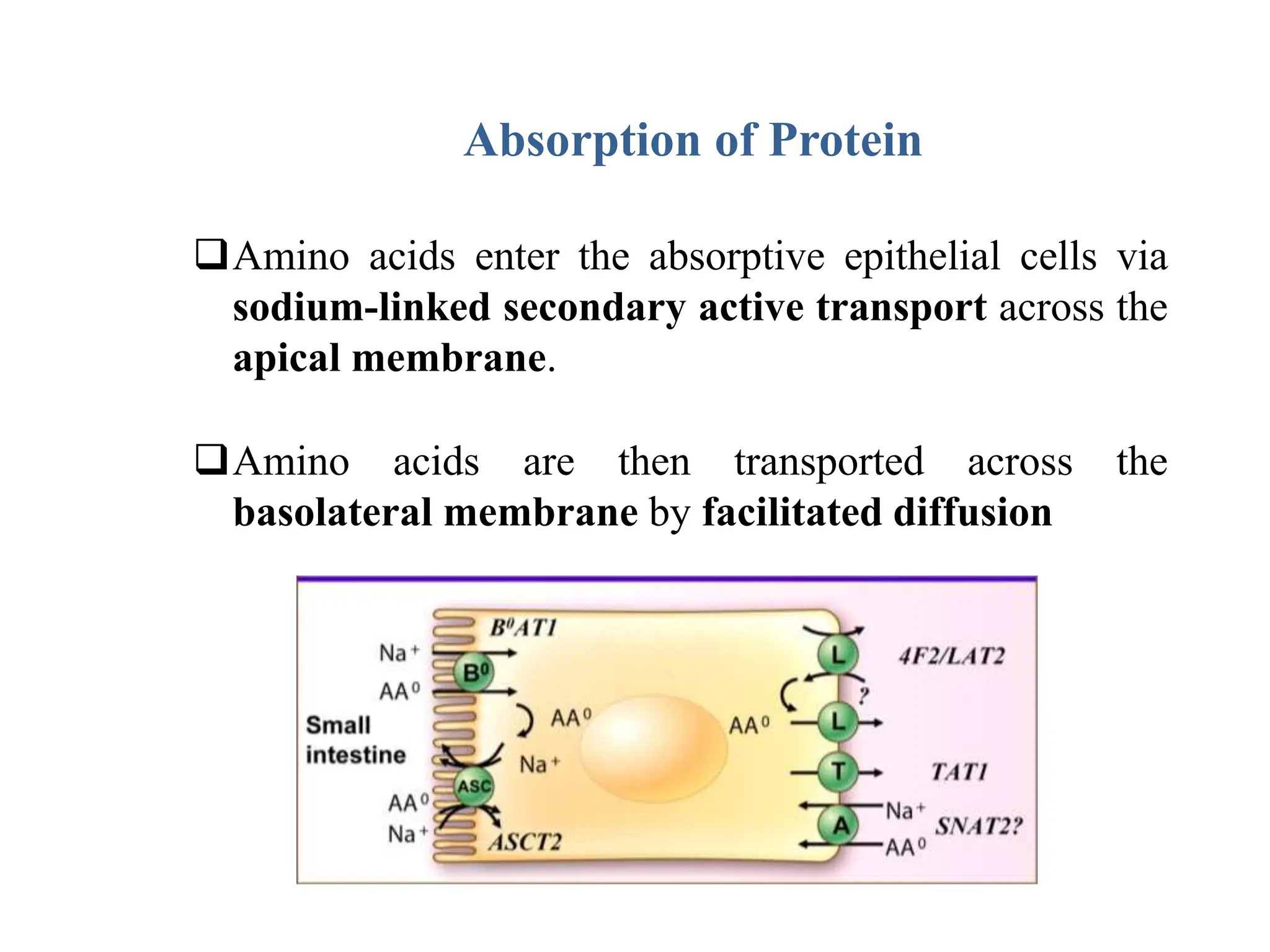 Digestive System of Non-Ruminant animals.pptx