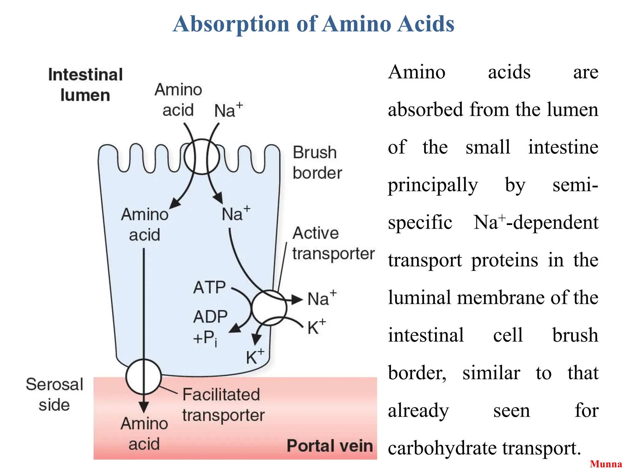 Digestive System of Non-Ruminant animals.pptx