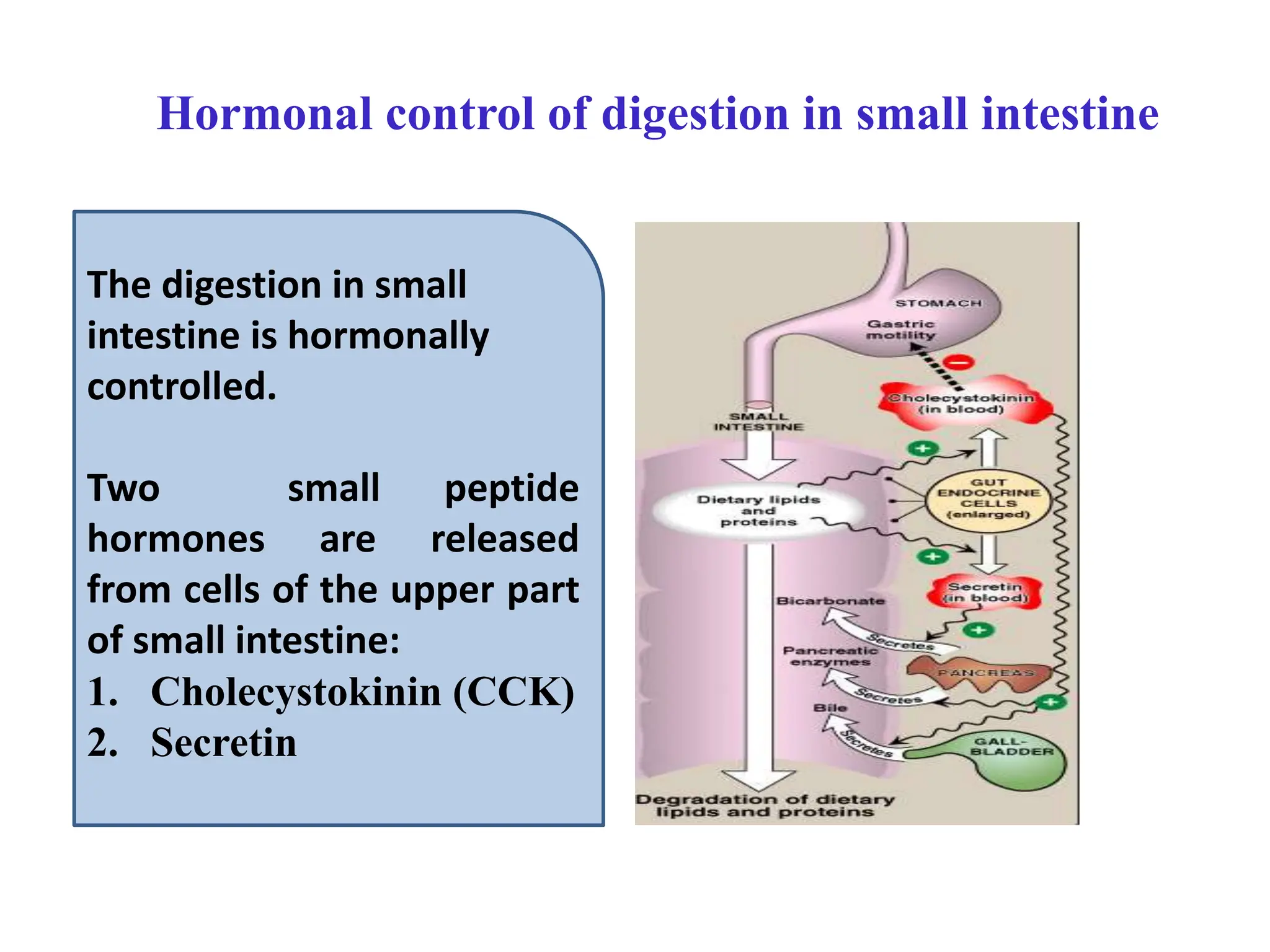 Digestive System of Non-Ruminant animals.pptx