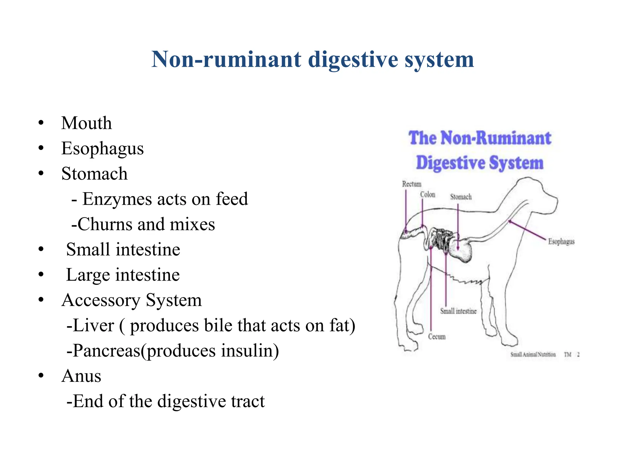 Digestive System of Non-Ruminant animals.pptx