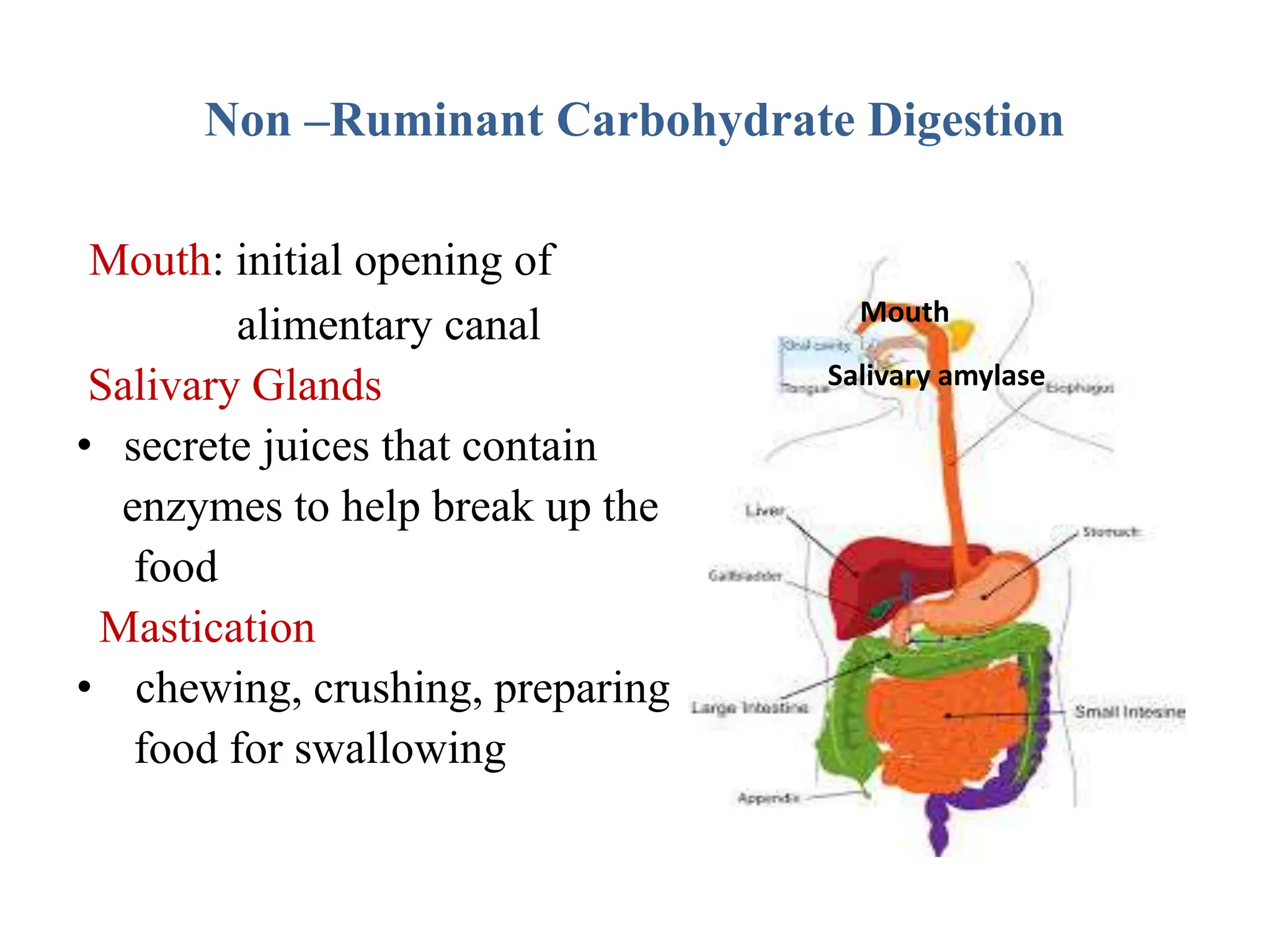 Digestive System of Non-Ruminant animals.pptx