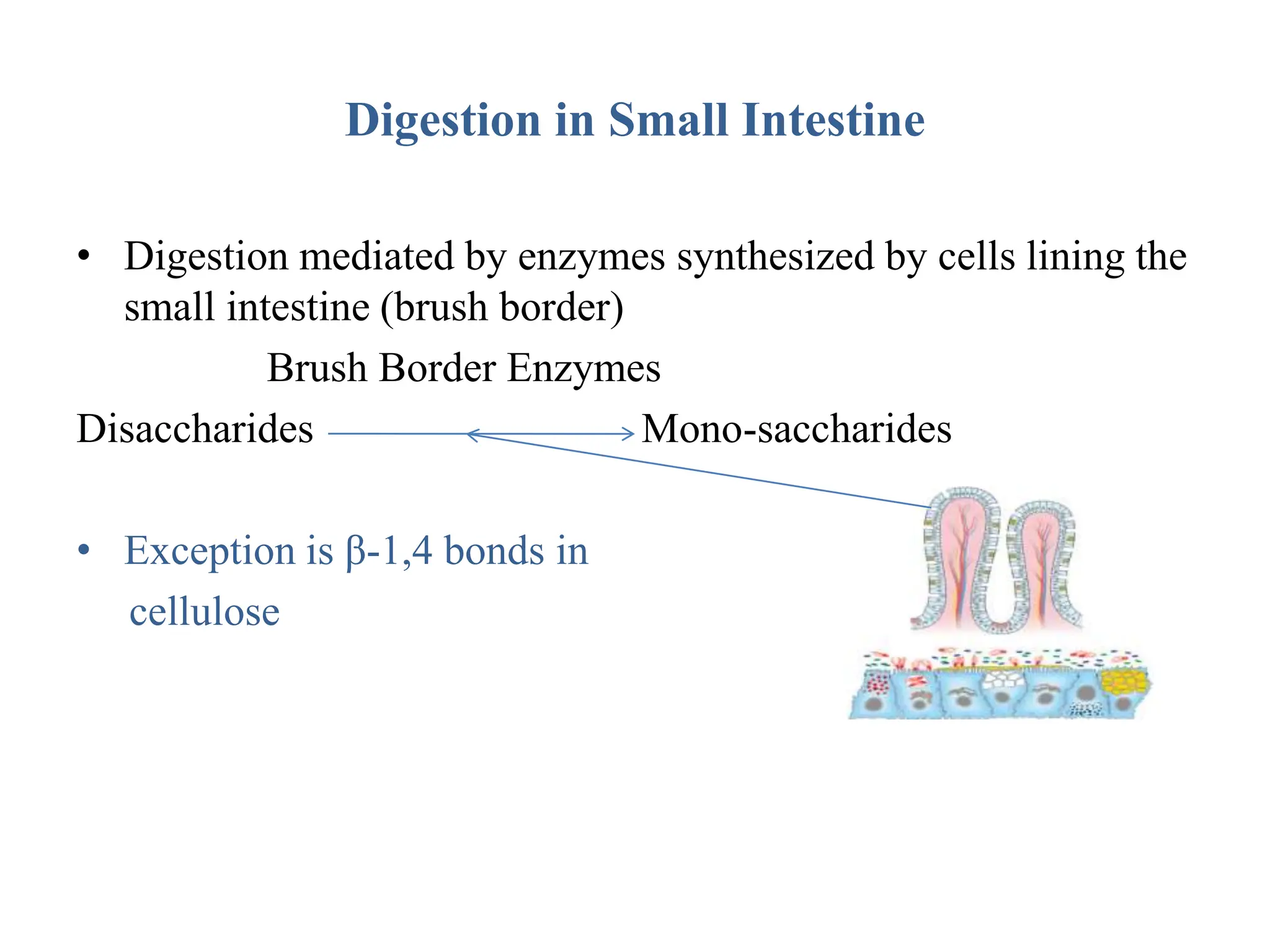 Digestive System of Non-Ruminant animals.pptx