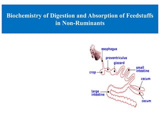 Digestive System of Non-Ruminant animals.pptx