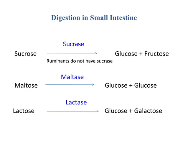 Digestive System of Non-Ruminant animals.pptx