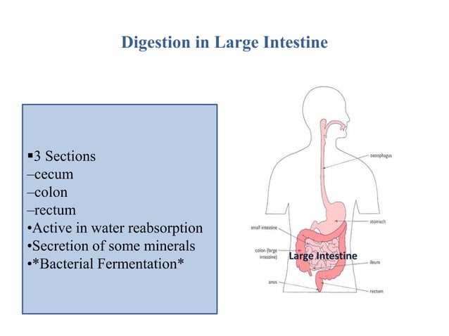 Digestive System of Non-Ruminant animals.pptx