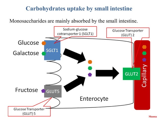Digestive System of Non-Ruminant animals.pptx
