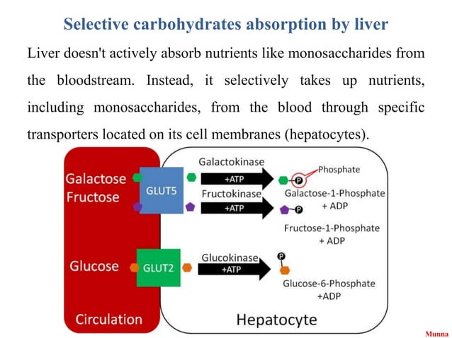 Digestive System of Non-Ruminant animals.pptx